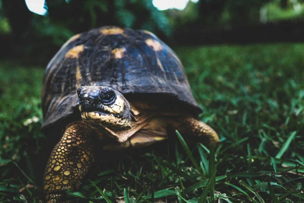 An Essential Guide to Raising Healthy Baby Tortoises | Kapidolo Farms