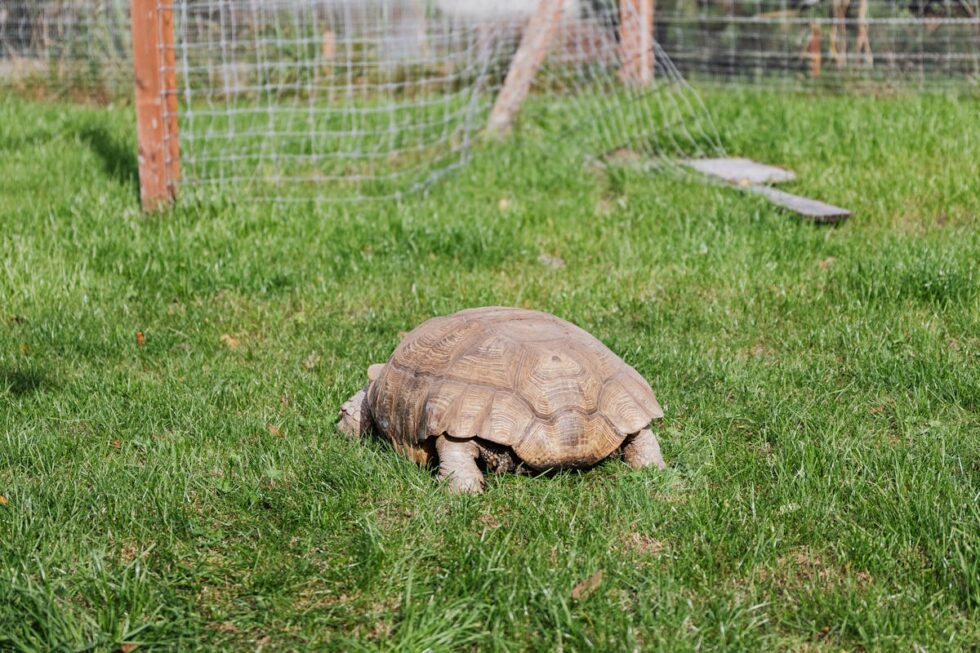 The Complete Guide to Red-Footed Tortoise Care: Everything You Need to ...